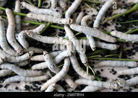 The silkworm is the larva or caterpillar of the domestic. It is an economically important insect ...
