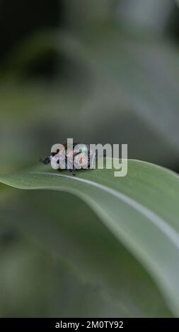 Rainbow Leaf Beetle (Chrysolina cerealis) adult, resting on leaf ...