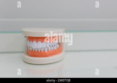 Orthodontic model - artificial jaws closeup with orthodontic cabinet on ...
