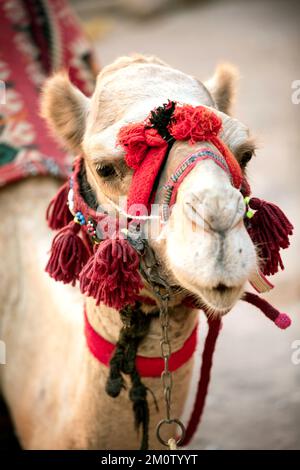 Camel close-up portrait under red rocks in Petra, Jordan Stock Photo ...