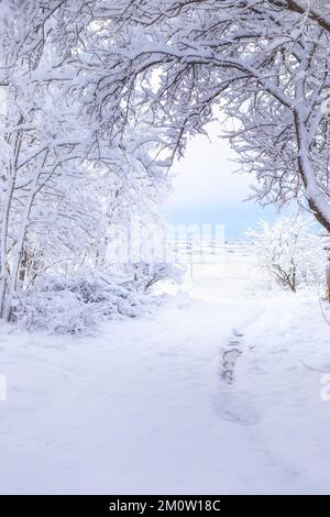 Snow-covered winter forest with overhanging snow at Mt Wildkamm ...