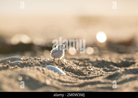 A closeup shot of a Piping Plover bird Stock Photo - Alamy