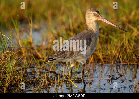 Black Tailed Godwit in the swamps of Chilka Lake in Odisha with ...