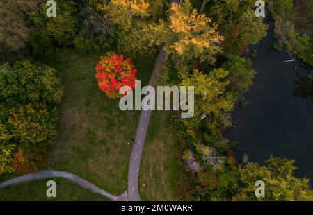 Aerial view of Sugar maple tree (Acer saccharum) in autumn Stock Photo ...