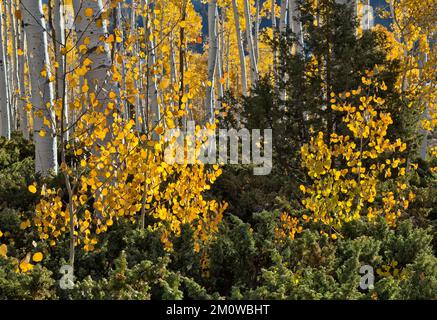 Pando Aspen Clone, the trembling giant of quaking aspen, in winter at ...