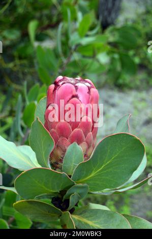 Single Red Sugarbush (Protea Grandiceps) Flowerhead from South Africa ...
