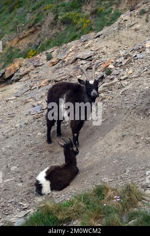 feral goat (capra hircus) standing in moorland nr Caersphairn ...