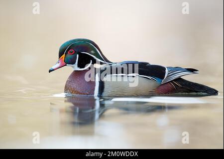 A closeup shot of a wood duck floating on a lake water Stock Photo - Alamy