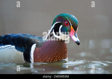 A closeup shot of a wood duck floating on a lake water Stock Photo - Alamy