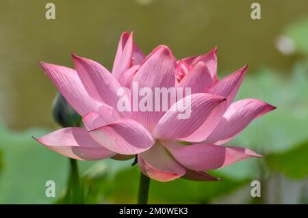blossom lotus flower in pond Stock Photo - Alamy