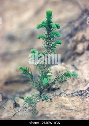 Planted conifer sapling on a clearcut Stock Photo - Alamy