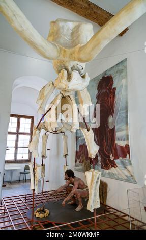 Skelett, Mammut, Museum für Ur- und Frühgeschichte, Willibaldsburg ...