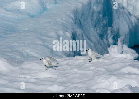 Snow Petrels (Pagodroma nivea), Larsen B Ice Shelf, Weddell Sea ...
