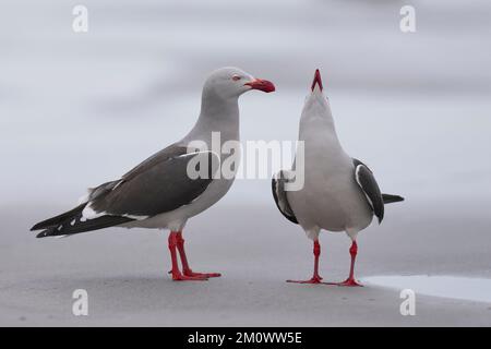 Dolphin Gull (Leucophaeus scoresbii) on the coast of Sea Lion Island in ...