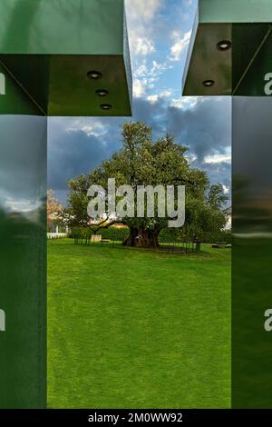 1500 year old olive tree in Kaštel Štafilić, Croatia Stock Photo - Alamy