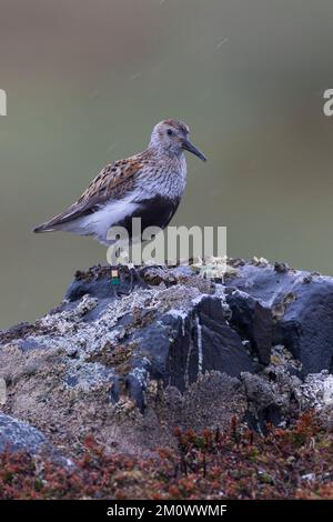 Alpen-Strandläufer, Alpenstrandläufer, im Prachtkleid, Strandläufer ...