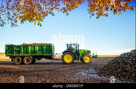 Tractor with a large trailer transporting freshly harvest sugar beet ...