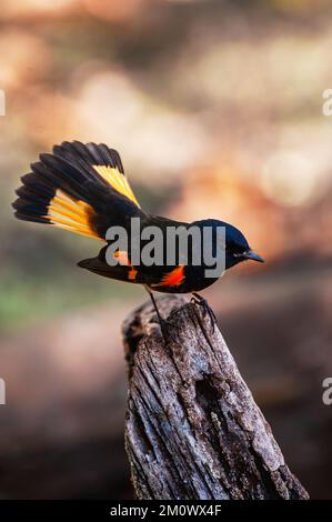 American redstart in autumn migration Stock Photo - Alamy