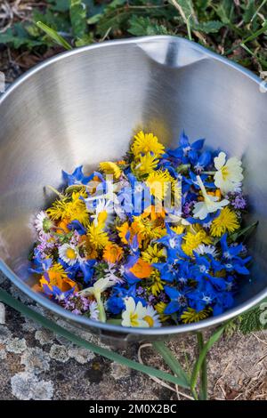 Foraged edible flowers in metal kitchen bowl, Italy Stock Photo - Alamy