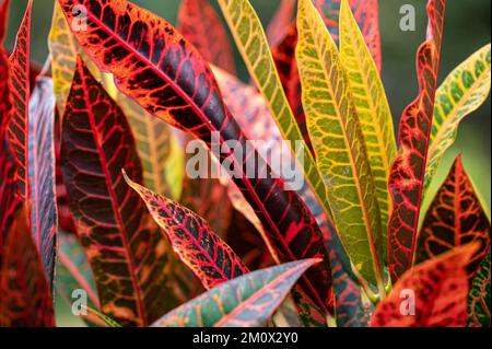 Multi coloured leaves of Codiaeum Petra plant, Mauritius Stock Photo ...