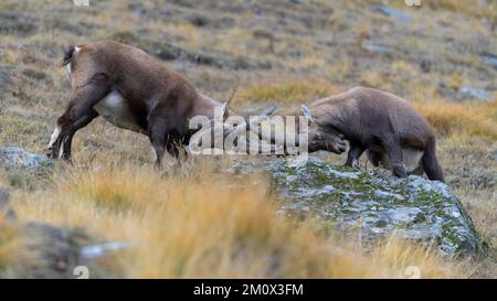 Alpine ibex (Capra ibex), two younger animals in a playful fight, Gran ...