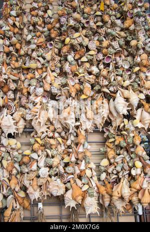 Various types of little seashells attached on a net Stock Photo - Alamy