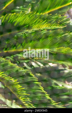 green palm tree leaf grid texture Stock Photo - Alamy