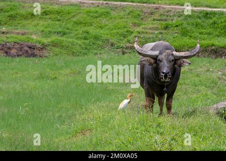 Buffalo egret (bubulcus ibis) and a long-horned buffalo in the meadow ...