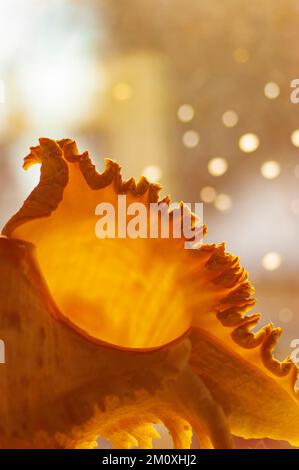 Blur bright glow. Reflection lens. Yellow red green vivid striped color ...