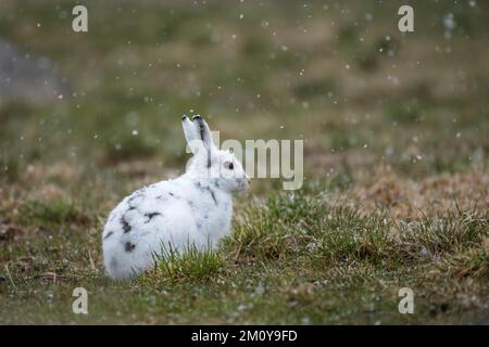 Mountain Hare (Lepus timidus), Lofoten Islands, Norway Stock Photo - Alamy