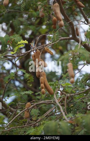 Tamarind (Also called Tamarindus indica, asam) fruit on the tree Stock ...