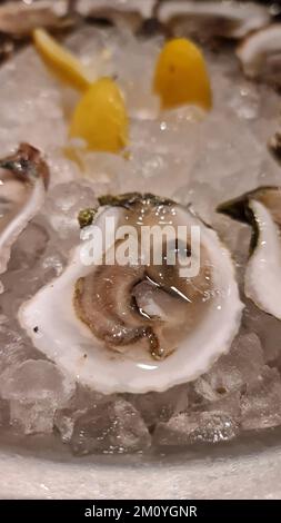 Oysters shell close up. Woman eat oyster. Oyster dinner in restaurant ...