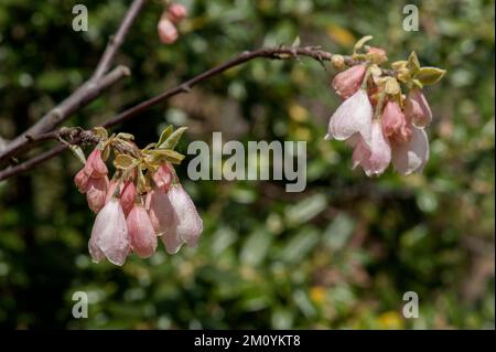 A Carolina Silverbell aka Mountain Silverbell (Halesia tetraptera) in ...