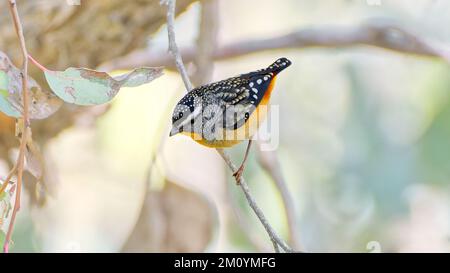 Chiltern Mount Pilot National Park, Wangaratta, Victoria, Australia ...