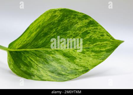 Closeup shot of golden pothos leaf isolated on white background Stock ...