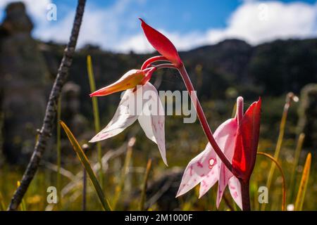 Flower of Heliamphora pulchella on Amuri Tepui, Venezuela Stock Photo ...