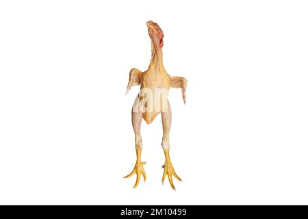 Dead plucked chicken chick with open wings and yellow paws isolated on ...