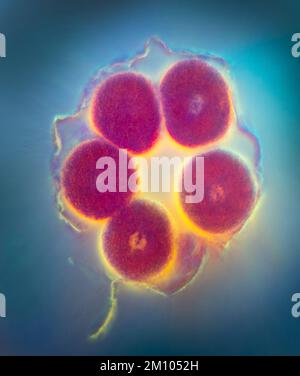 Starfish embryo development stages Stock Photo - Alamy