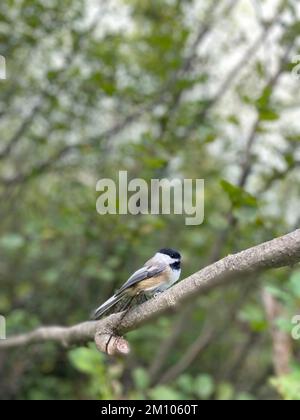 A beautiful shot of a Black-capped chickadee bird perched on a big rock ...