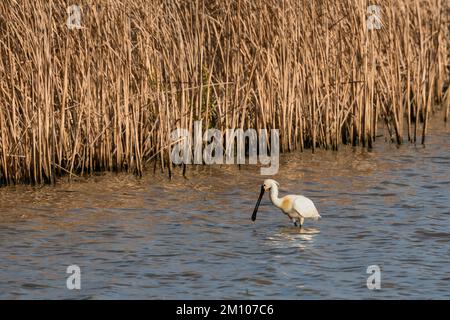 Eurasian Spoonbill (Platalea leucorodia), Donana National & Natural ...