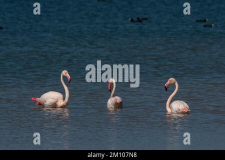 Great Flamingos (Phoenicopterus roseus), Donana National & Natural Park ...
