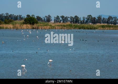 Great Flamingos (Phoenicopterus roseus), Donana National & Natural Park ...