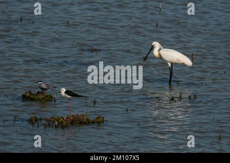 Eurasian Spoonbill (Platalea leucorodia) watches a Whiskered tern ...