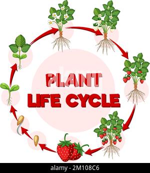 Life cycle of strawberry diagram illustration Stock Vector Image & Art ...