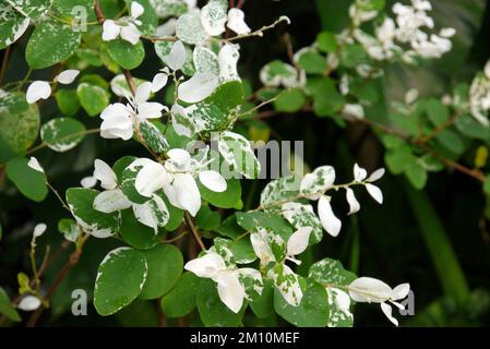 Dappled White Leaves of the Snow Bush (Breynia disticha) Shrub grown at ...