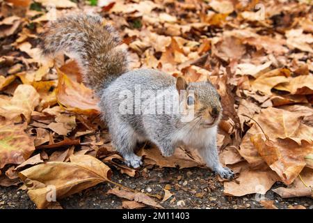 A Squirrel east a chestnut and pose for pictures in St James Park ...