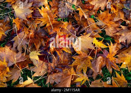 Autumn colours, Kirk House, Chipping, Preston, Lancashire, UK Stock ...