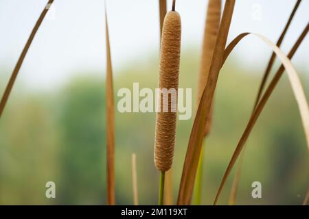 Cattails bulrush beside river. It has another vivid name: corn dog ...