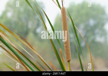Cattails bulrush beside river. It has another vivid name: corn dog ...