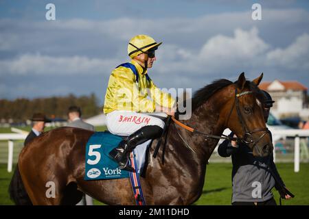 Jockey Tom Marquand on Garden Route before a race at York Races Stock ...